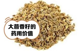 茴香籽怎么吃_茴香籽的正确吃法