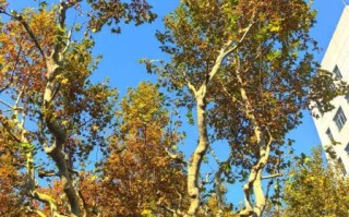 梧桐树叶发黄怎么办_梧桐树叶变红的原因