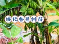香蕉树怎么种_香蕉树几年结果