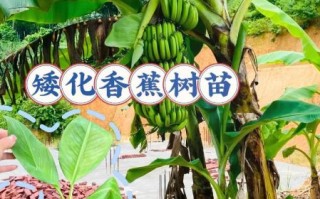 香蕉树怎么种_香蕉树几年结果