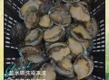冻鲜鲍鱼怎么做不硬_解冻后口感软嫩技巧