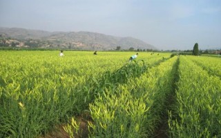 黄花菜种植基地在哪里_黄花菜种植条件有哪些 黄花菜种植基地在哪里_黄花菜种植条件有哪些