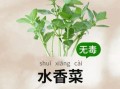 水香菜怎么吃_水香菜的功效与作用