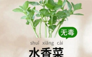水香菜怎么吃_水香菜的功效与作用