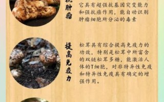 松茸的营养价值及功效与作用_松茸怎么吃最营养