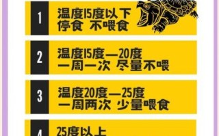 养乌龟的六大禁忌_新手最容易犯的错误