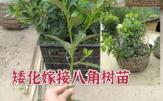 大茴香树苗怎么选_大茴香树苗图片怎么看