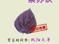 紫苏的功效与作用及食用方法_紫苏怎么吃最健康