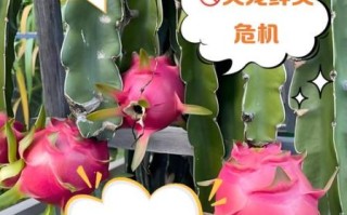 火龙果不能和什么一起吃_火龙果相克食物有哪些