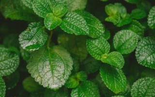薄荷图片大全高清图片_如何挑选适合做壁纸的薄荷图