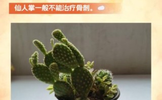 仙人掌去眼袋的小偏方_仙人掌去眼袋有效吗