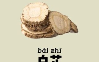 白芷的功效与作用_白芷主治哪些疾病