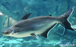 巴沙鱼是垃圾鱼吗_巴沙鱼营养价值真相