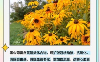 黑心菊怎么养_黑心菊有毒吗