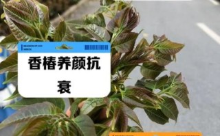 哪些人不能吃椿芽_椿芽禁忌人群