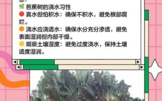 芭蕉怎么养_芭蕉多久浇一次水