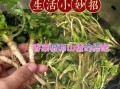 凉拌香菜根怎么做_凉拌香菜根的功效与作用