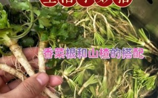 凉拌香菜根怎么做_凉拌香菜根的功效与作用