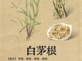 茅草根图片长什么样_茅草根的功效与作用