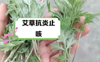 艾叶怎么吃最好_艾叶的吃法与禁忌