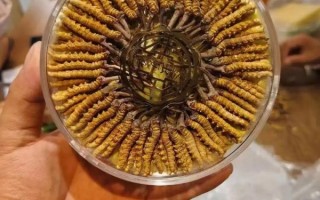 金虫草的功效与作用_金虫草怎么吃效果最好