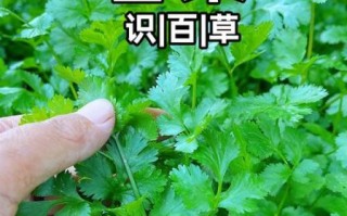 芫荽怎么读音_芫荽和香菜是同一种菜吗