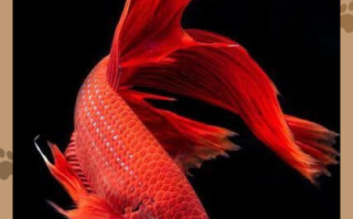 大红鱼视频怎么下载_大红鱼视频在线观看