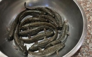 跳鱼儿是什么东西_跳鱼儿能吃不