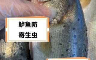 鲈鱼为何要少吃_鲈鱼吃多了有什么危害
