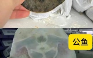 甲鱼图片大全_如何分辨野生甲鱼与养殖甲鱼