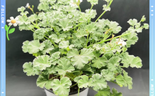 香叶天竺葵怎么养_香叶天竺葵多久浇一次水