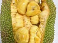 榴莲蜜和榴莲哪个好吃_口感区别大吗