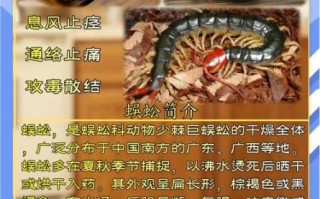 蜈蚣的功效与作用_蜈蚣能治哪些病