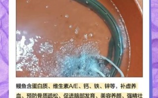 野生江鳗鱼图片_如何分辨真假