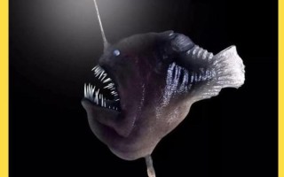 安康鱼为什么叫安康鱼_安康鱼名字的由来 安康鱼为什么叫安康鱼_安康鱼名字的由来