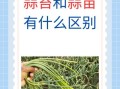 蒜薹和蒜苔有什么区别_哪个才是正确写法