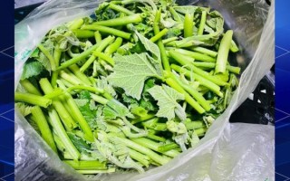 苋菜杆能吃吗_苋菜杆怎么做好吃