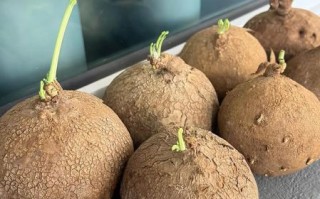 金不换有几种_金不换品种区别