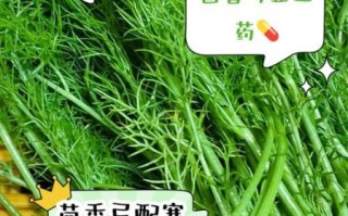 晚上吃茴香有什么坏处_晚上吃茴香会失眠吗