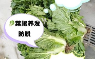 白菜根的功效与作用_白菜根的禁忌有哪些