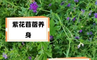 苜蓿泡水女人能喝吗_长期喝有什么功效