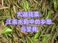 西湖莼菜长什么样_莼菜图片怎么分辨真假