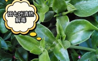 田七的功效与作用_田七主治哪些疾病