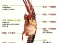 大龙虾怎么杀_活龙虾处理步骤