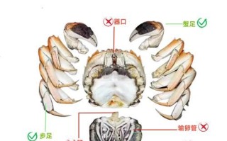大闸蟹公蟹母蟹哪个好吃_如何挑选