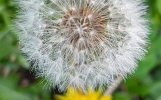 蒲公英图片高清_如何拍出细节纹理