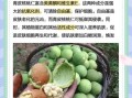 青皮核桃的功效与作用_青皮核桃的禁忌有哪些