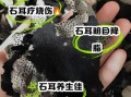 石耳的功效与作用_石耳怎么吃效果最好