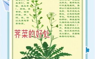 春芥菜的功效与作用_春芥菜什么人不能吃