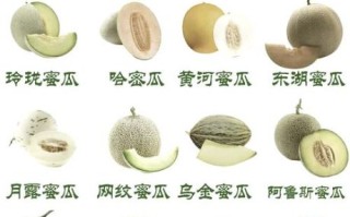 蜜瓜的营养价值_蜜瓜的功效与作用